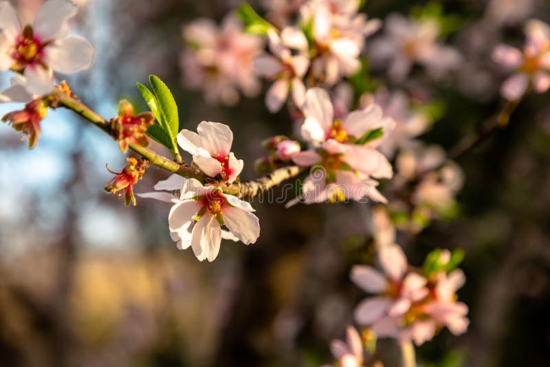 Pink Almond Flowers on a Tree, Spain in Winter Stock Image - Image of ...