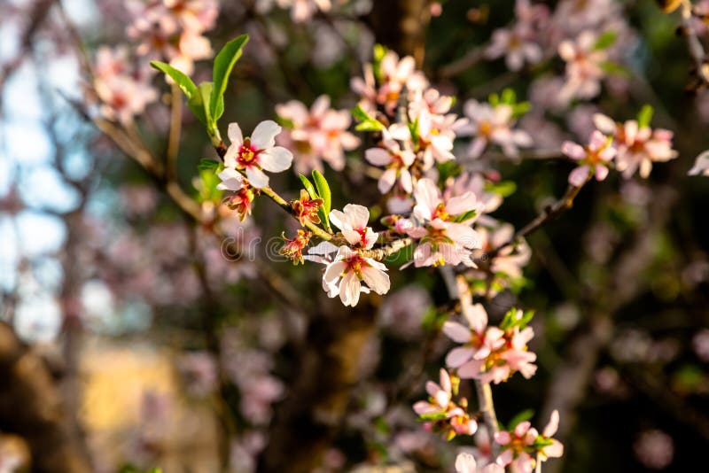 Pink Almond Flowers on a Tree, Spain in Winter Stock Photo - Image of ...