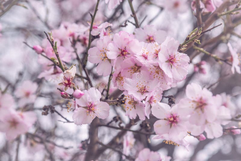 Pink Almond Tree Flowers on Branch in Spring Stock Photo - Image of ...