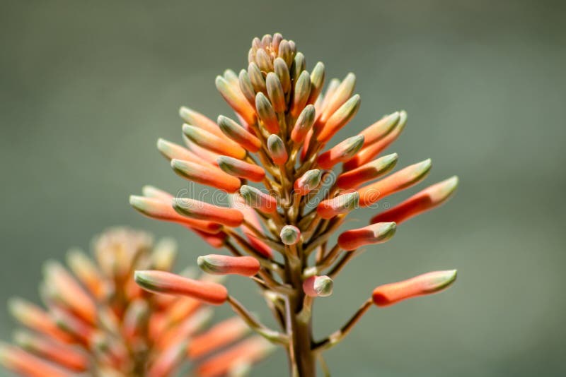 Pink Aloe Vera Plant. Beautiful Aloe Flowers Leaves in the Garden for ...
