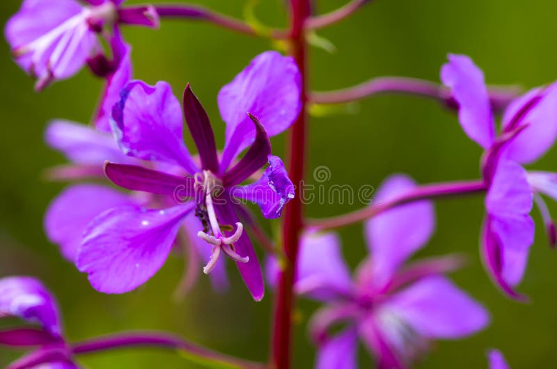 Pink alpine flower stock photo. Image of mountain, botany - 87648328