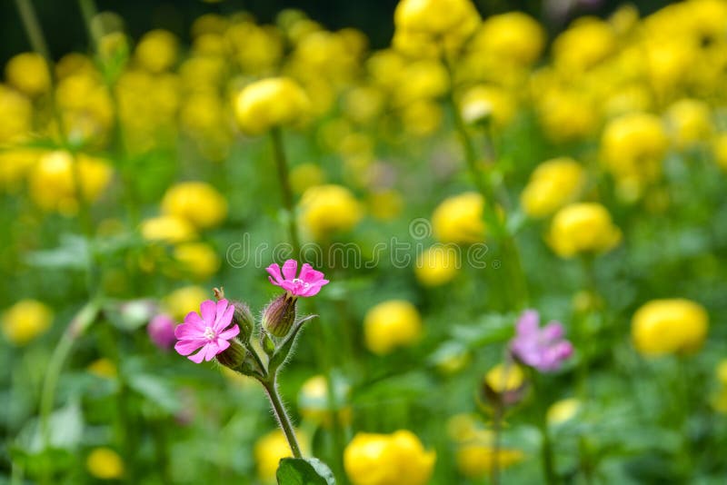 Pink Alpine Flowers in a Field of Globeflowers Stock Photo - Image of ...