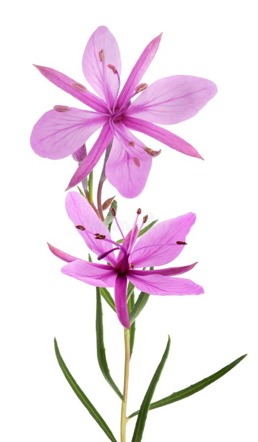 Pink Alpine Willowherb Flowers Stock Photo - Image of fireweed, bloom ...