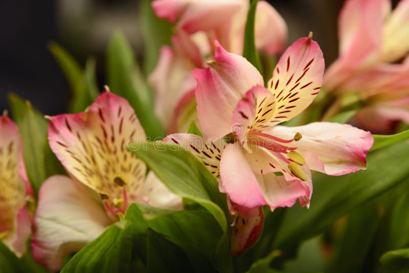 Pink alstroemeria stock image. Image of pink, group, closeup - 40618055
