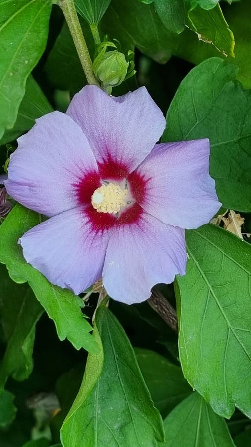Pink Althaea flower stock photo. Image of backgrounds - 311282016