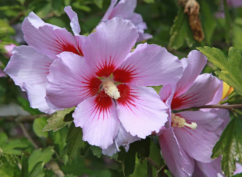 Pink Althea flowers stock photo. Image of flower, summer - 241497720