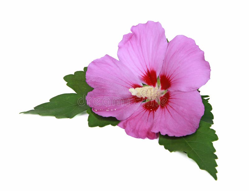 Pink Althea flowers stock photo. Image of macro, blooming - 241497740