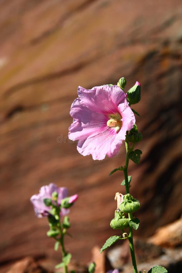 Pink Althea on Red Rock stock image. Image of garden - 27731823