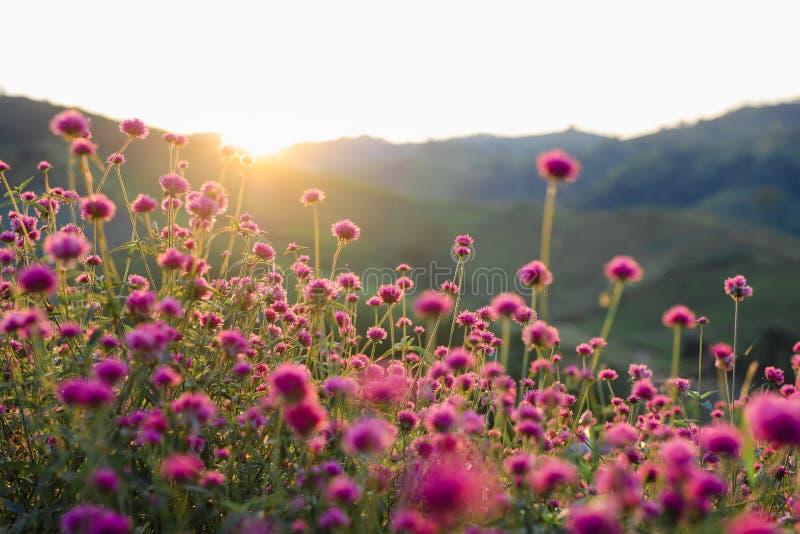 Pink Amaranth with View Sunset Stock Photo - Image of dusk, colorful ...