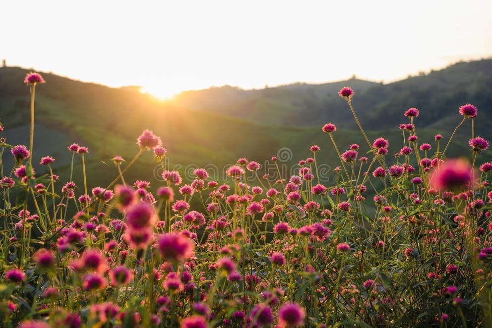 Pink Amaranth with View Sunset Stock Photo - Image of dusk, adventure ...