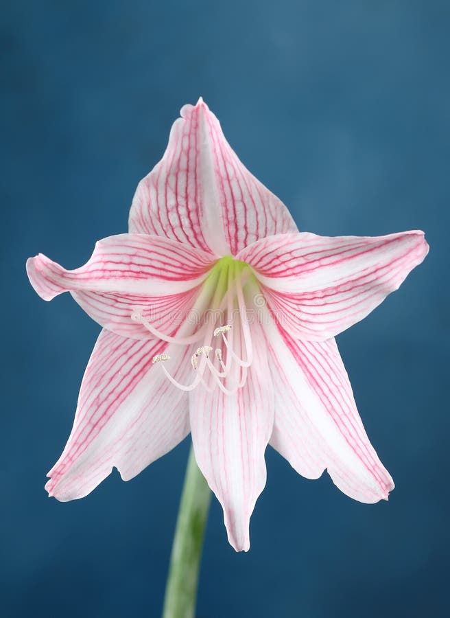 Pink amaryllis stock photo. Image of nature, hobby, growth - 48803290