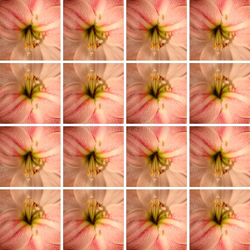 Red Amaryllis Flower Arranged As Background Stock Image - Image of ...