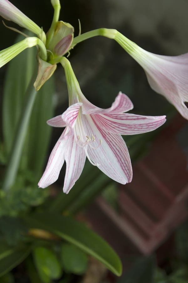 Pink Amaryllis Flower in Natural Garden Stock Image - Image of ...