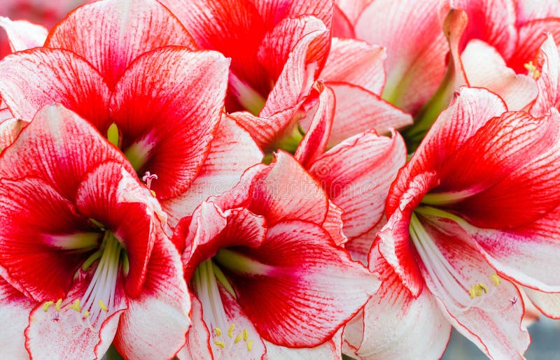 Amaryllis flowers bouquet stock image. Image of amaryllis - 48405401