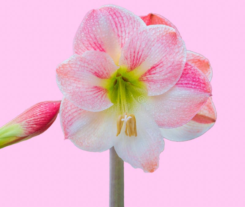 Pink Amaryllis Flowers Isolated Stock Photo - Image of green, florist ...