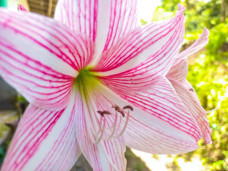 Amaryllis Mrs Garfield Stock Photos - Free & Royalty-Free Stock Photos ...