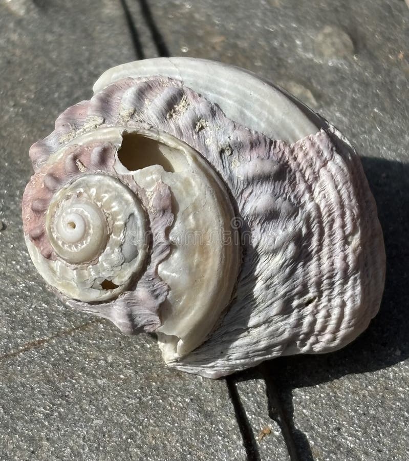 Pink ancient seashell stock photo. Image of jewellery - 373113660