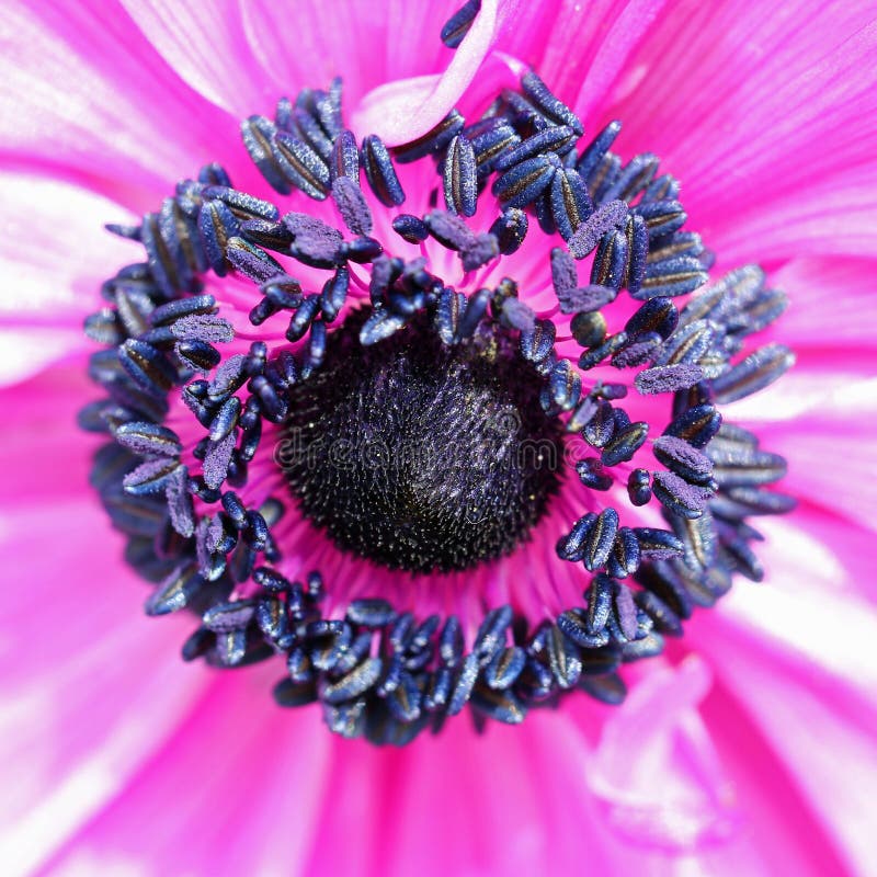 Pink Anemone flower stock image. Image of flower, floral - 92217423