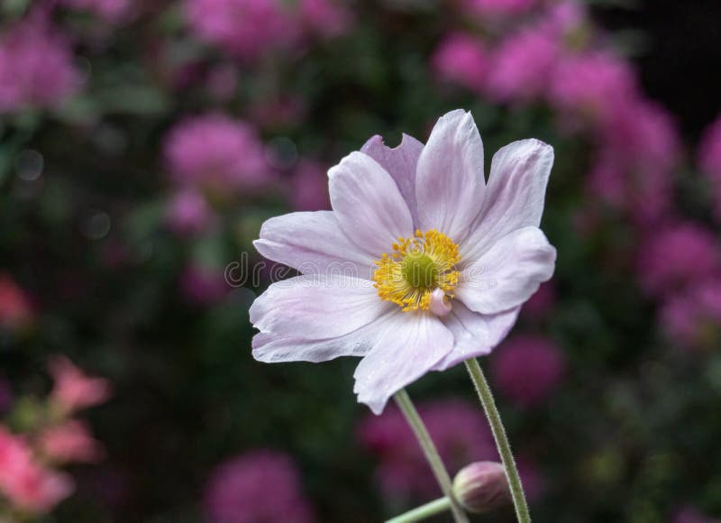 A Pink Anemone Flower with Diffuse Background Stock Photo - Image of ...