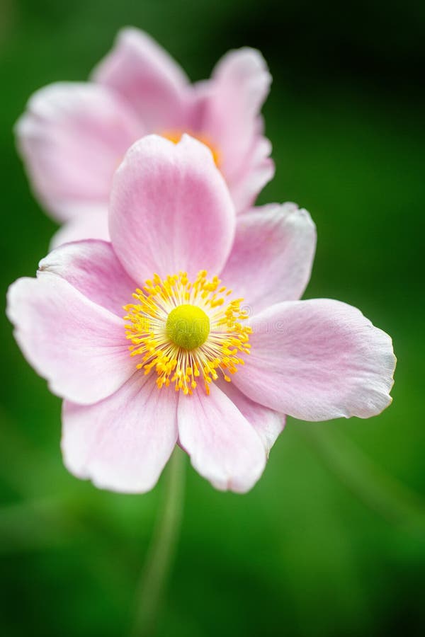 Pink Anemone Flowers, Close Up, Vertical Composition Stock Image ...