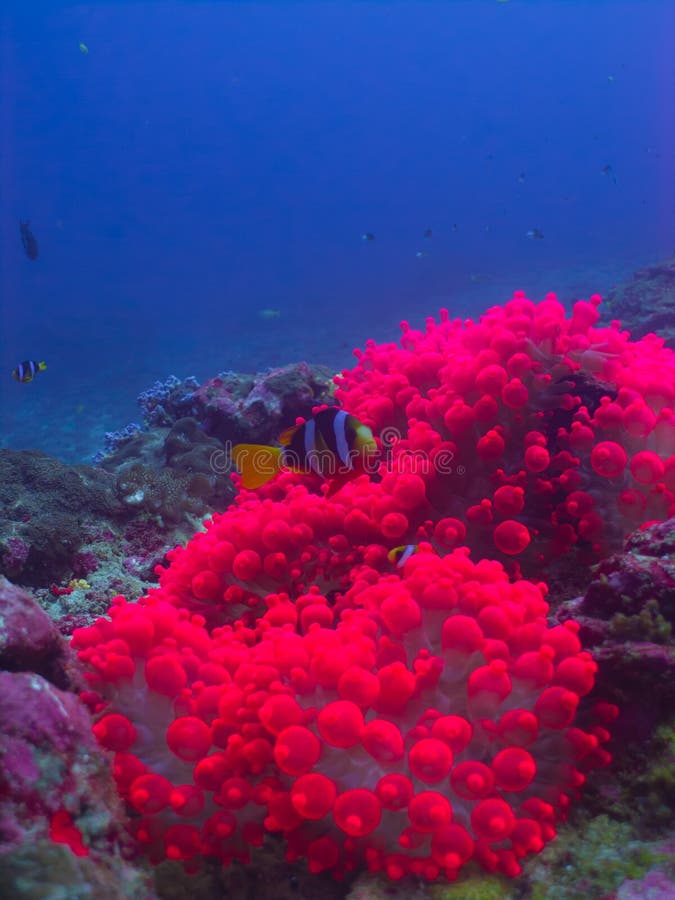 Damselfish and anemone stock image. Image of egypt, fiji - 8253503