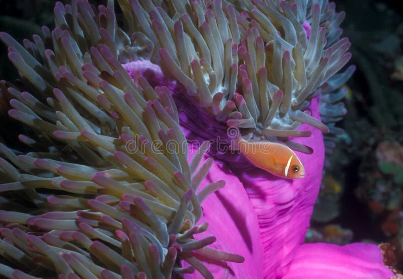 Pink Anemonefish in Balled-up Anemone Stock Image - Image of water ...