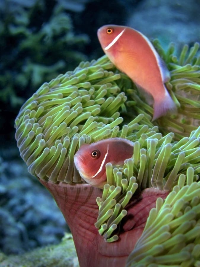 Regal Angelfish (Pygoplites Diacanthus) Stock Photo - Image of color ...