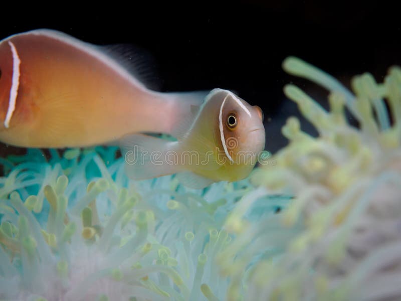 Pink Anemonefish in Anilao, Philippines Stock Image - Image of coral ...