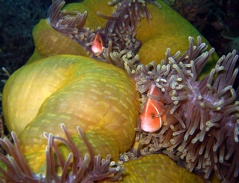 Pink Anemonefish & Tosa Commensal Shrimps Stock Image - Image of coral ...