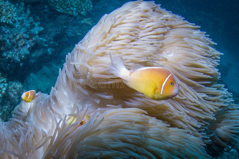 Pink Anemonefish in Balled-up Anemone Stock Image - Image of water ...