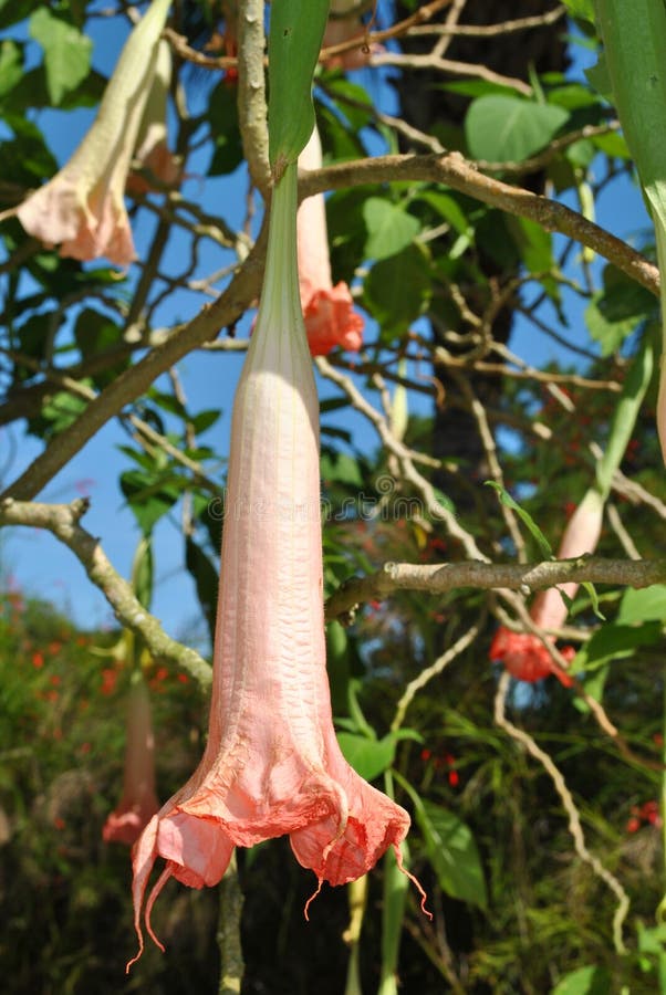 Pink Angels Trumpet Flower (Brugmansia Arborea) Stock Photo - Image of ...