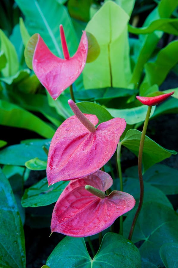 Pink anthurium stock image. Image of anthurium, flower - 29195623