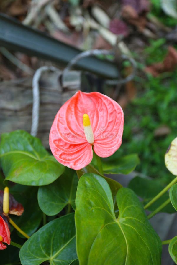 Pink Anthurium Blooming in the Backyard Stock Photo - Image of delicate ...