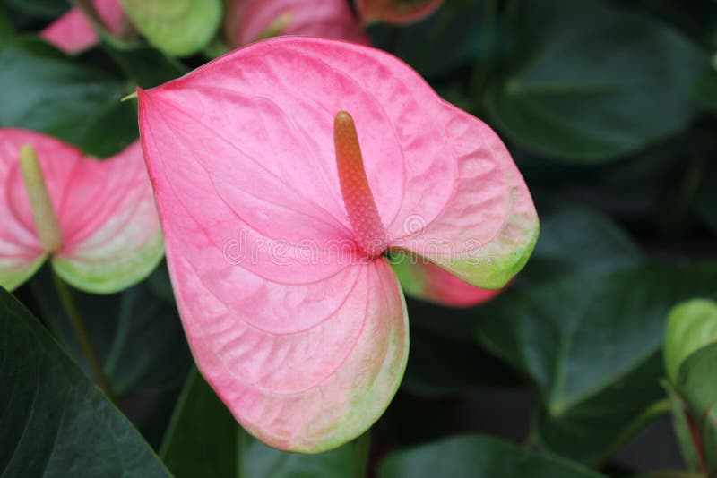Pink anthurium flower stock photo. Image of lily, beauty - 132133392