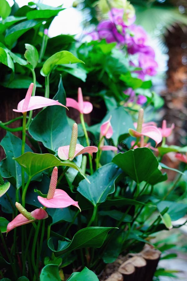 Pink anthurium stock photo. Image of rare, garden, stem - 45653350