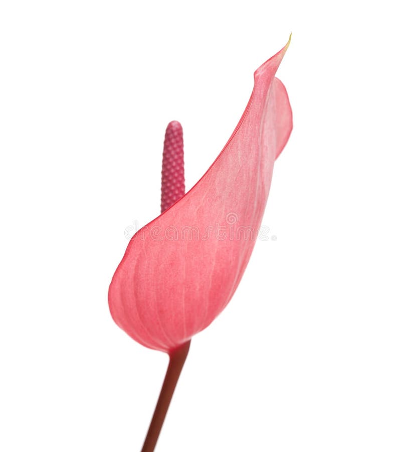 Pink Anthurium isolated stock image. Image of striking - 77549901