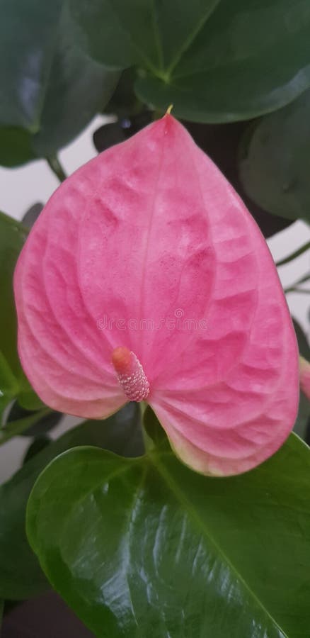 Pink Anthurium Plant stock image. Image of orchid, purple - 244585593