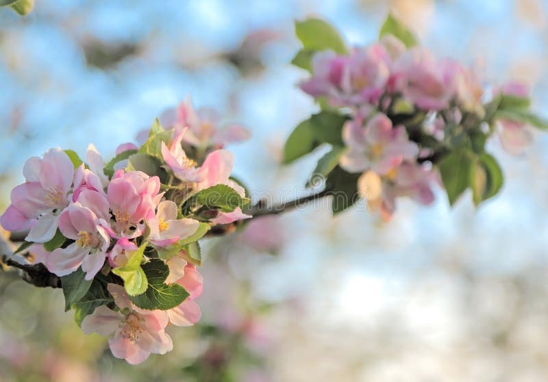 Pink apple blossom stock photo. Image of apple, tree - 98287318