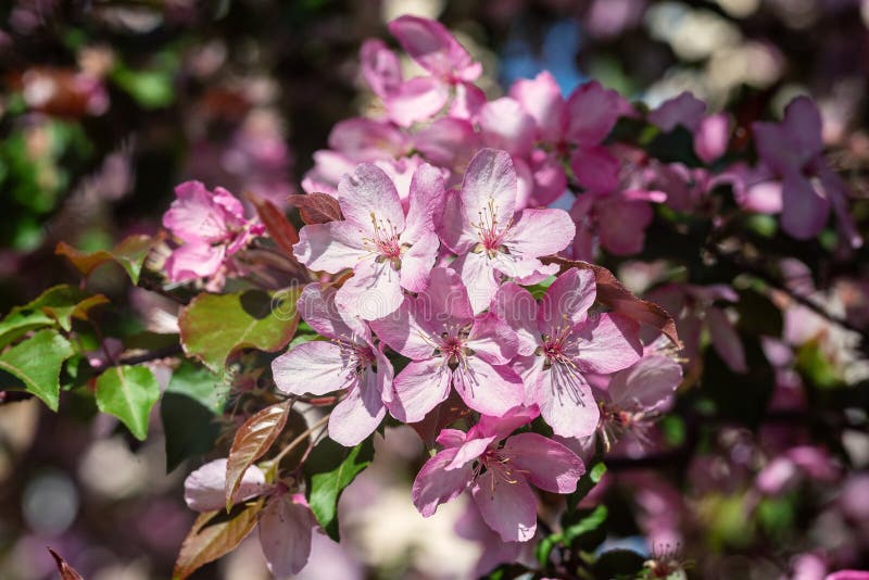 Pink Apple Blossom in the Spring Garden. Stock Image - Image of ...