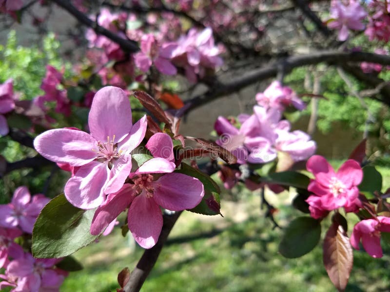 Pink Apple Blossom in Sunshine Stock Image - Image of gardening ...