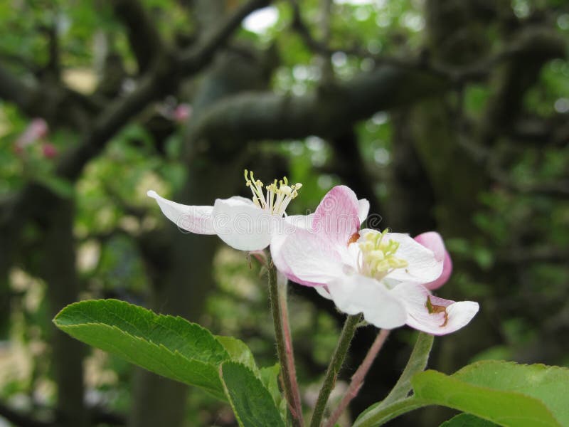 Pink Apple Flower in Spring . Tuscany, Italy Stock Photo - Image of ...