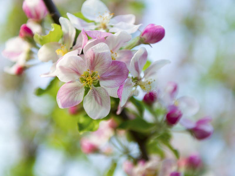Pink apple flowers stock image. Image of petal, natural - 49288073