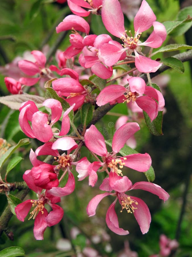 Pink apple tree flowers stock image. Image of greeting - 93581613