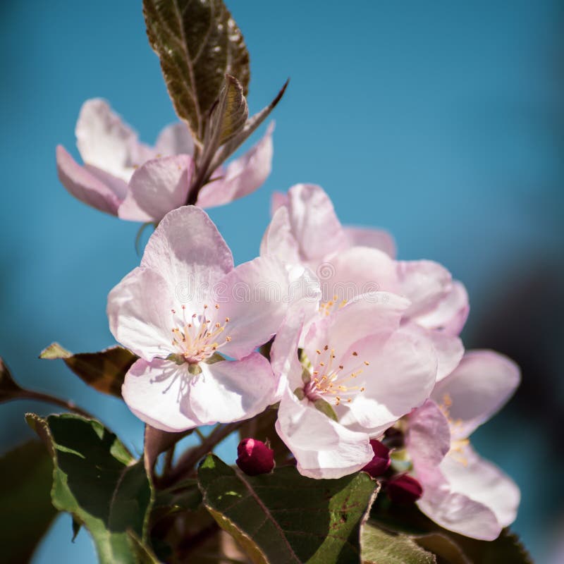 Pink Apple Tree Flowers in Spring Garden Stock Photo - Image of plant ...