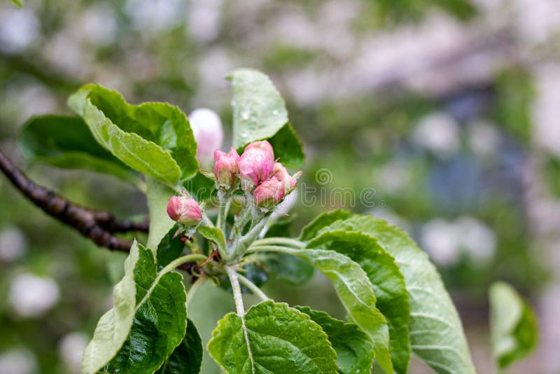 Pink Apple Tree Flowers and Water Drops Stock Image - Image of green ...