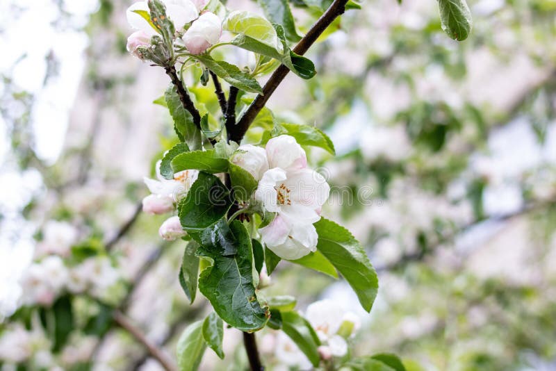 Pink Apple Tree Flowers and Water Drops Stock Photo - Image of macro ...