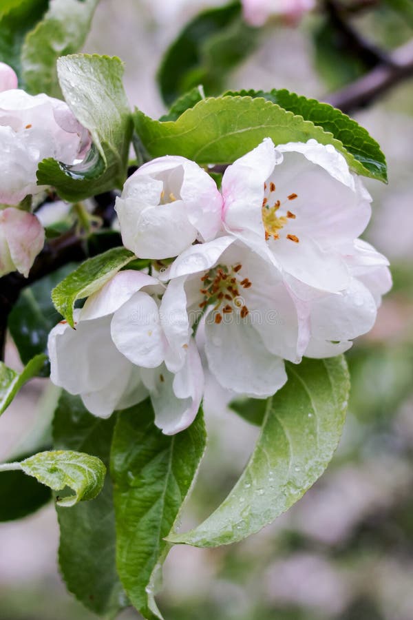 Pink Apple Tree Flowers and Water Drops Stock Photo - Image of beauty ...