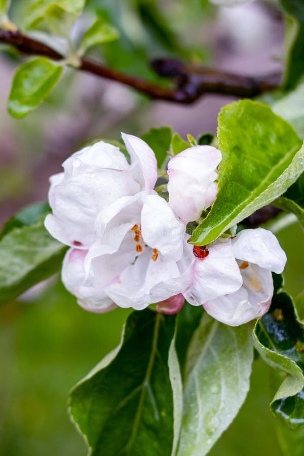 Pink Apple Tree Flowers and Water Drops Stock Photo - Image of white ...