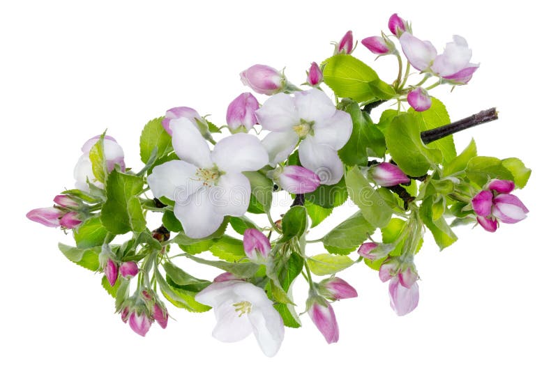 Pink Apple Tree Isolated Flowers Macro Stock Photo - Image of head ...