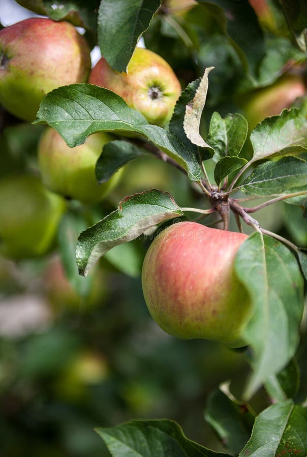 Pink Apples on the Apple Tree Stock Photo - Image of food, healthy ...